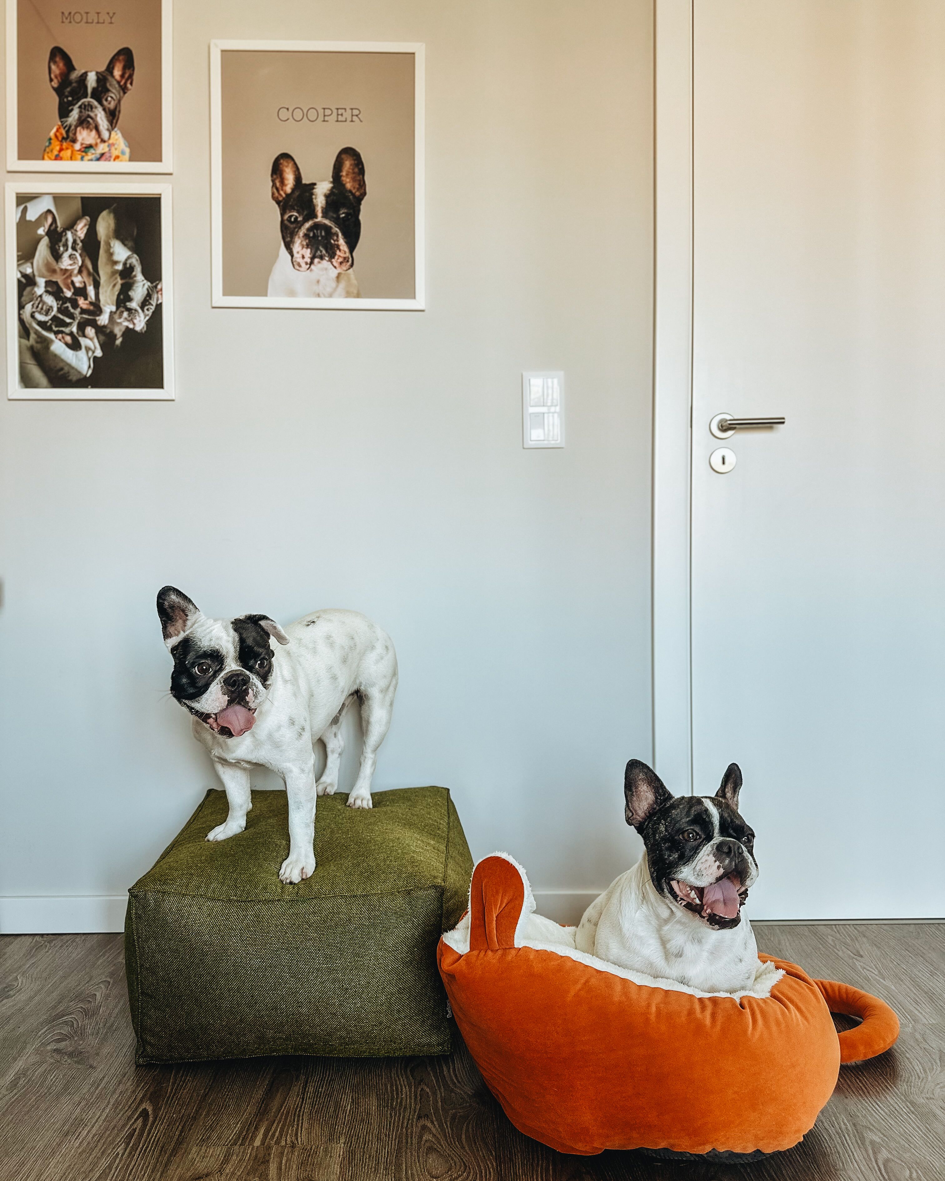 Lit pour animal HASSA Velours Orange | Beliani.fr